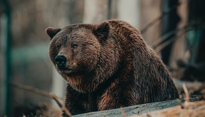'Fancy Bear' hackers target 14,000 Gmail users with phishing attacks